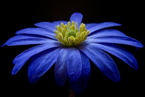 Member Assistance Program